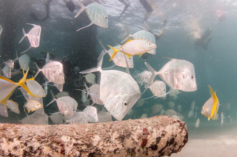 A School of Lookdown Fish Under a Pier Stock Image - Image of ripple ...
