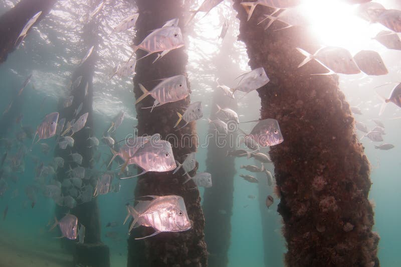A School of Lookdown Fish Under a Pier Stock Photo - Image of tail ...
