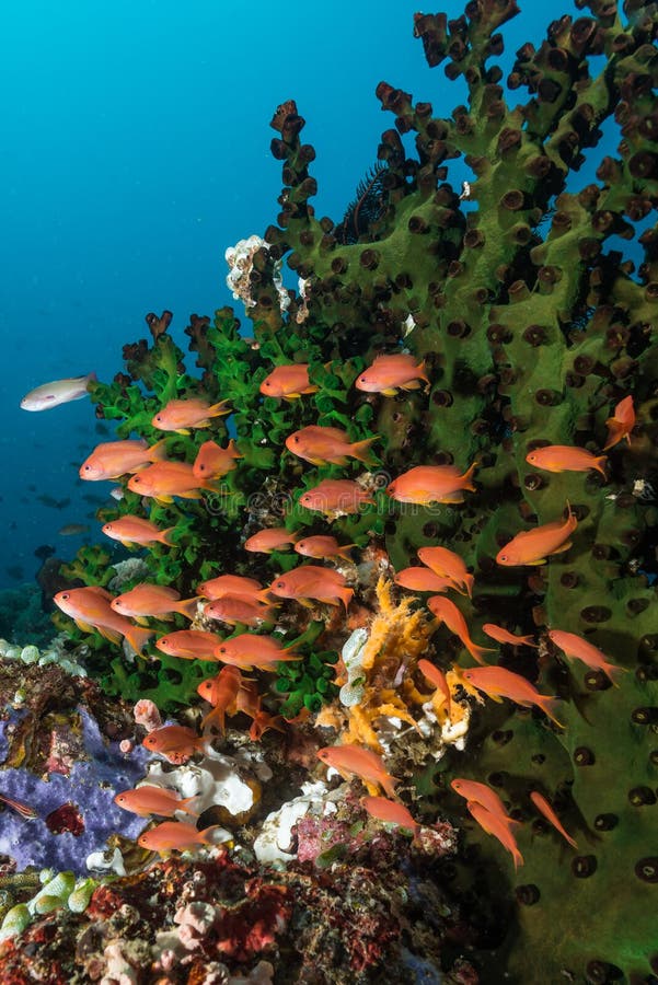 Luzon Anthias Stock Photos - Free & Royalty-Free Stock Photos from ...