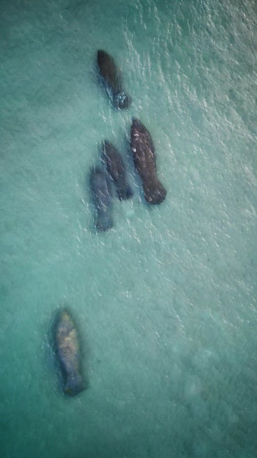 A School of Manatee stock photo. Image of marine, manatee - 173666072