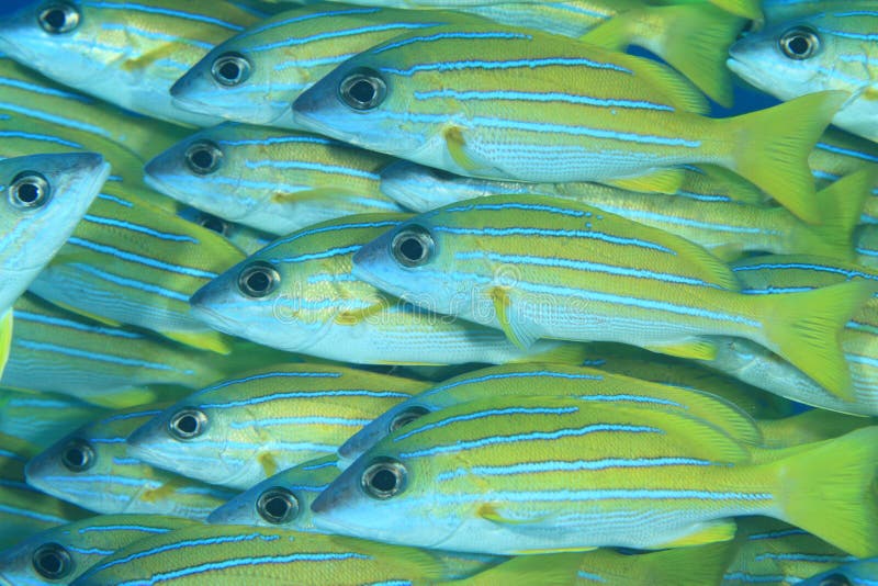 School of mimic goatfish stock image. Image of white - 29134089