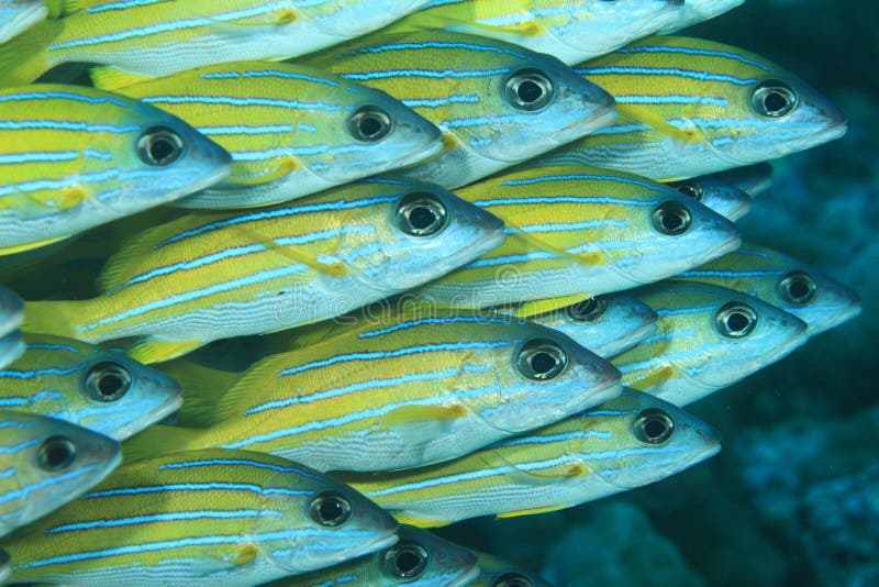 School of mimic goatfish stock image. Image of white - 29134089