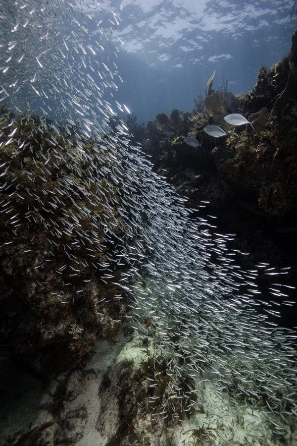 School of Minnows Over Coral Stock Photo - Image of life, reef: 26046678