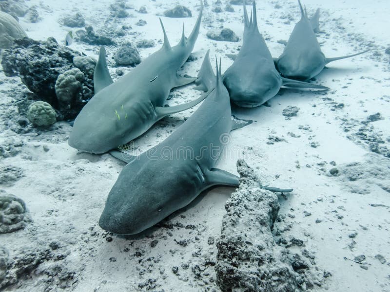 A School of Nurse Sharks Rests on the Sandy Bottom of the Indian Ocean ...