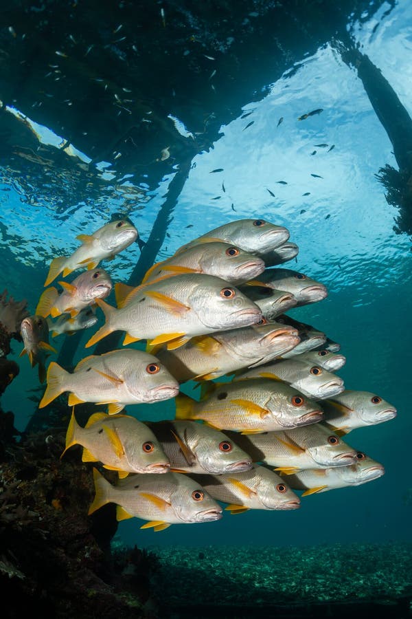 School of Onespot Snapper Fish Under a Pier Stock Image - Image of ...
