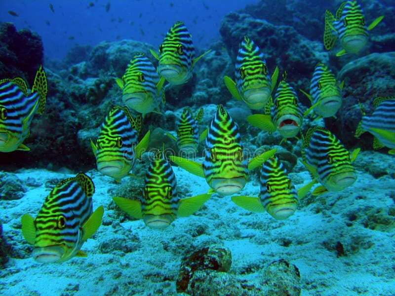 Silver Sweetlips, Diagramma Pictum in a Tropical Coral Reef Stock Photo ...