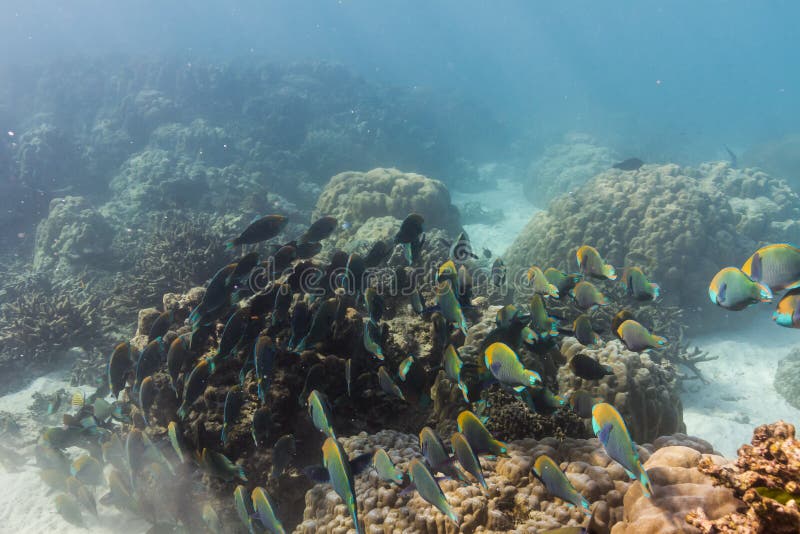 School of parrotfish stock image. Image of aquatic, life - 28198753