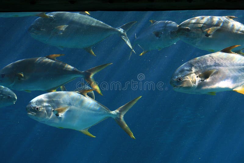 School of pompano fish stock image. Image of group, exotic - 4551531