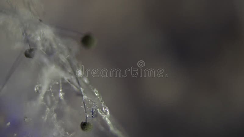 School Project in Biology. Structure of a White Mold Fungus Under a ...
