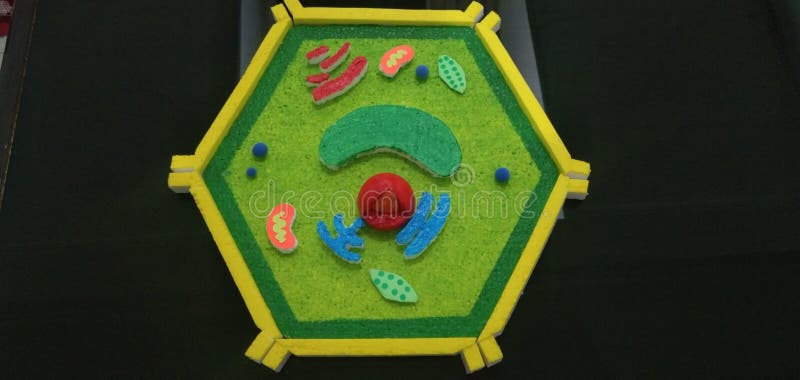 School Projet, Biology Project. Miniature Part of Cells Stock Image ...