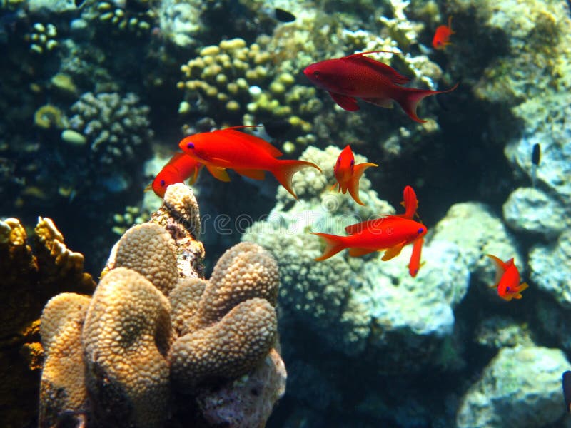 School of red anthias stock photo. Image of school, underwater - 6256216