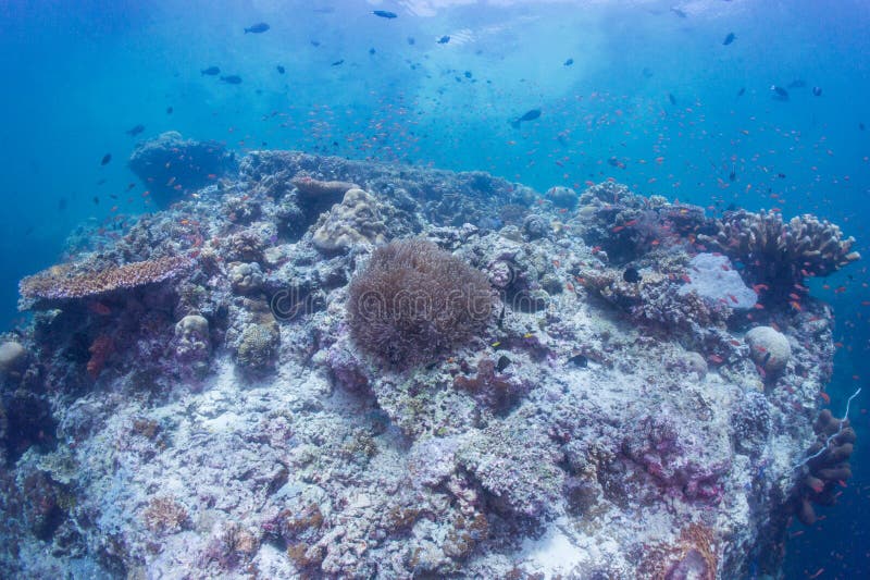 School of red fish stock image. Image of colorful, movement - 28064759