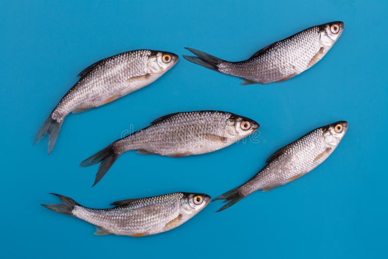 School of River Fish. Flat Lay of Fish on a Blue Background Stock Photo ...
