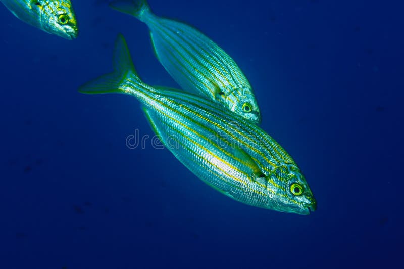 Sarpa salpa stock image. Image of benidorm, coral, organism - 20759909