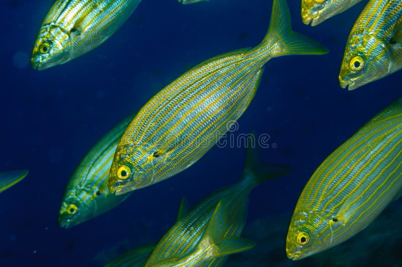School of sarpa salpa stock photo. Image of blue, italy - 177135976