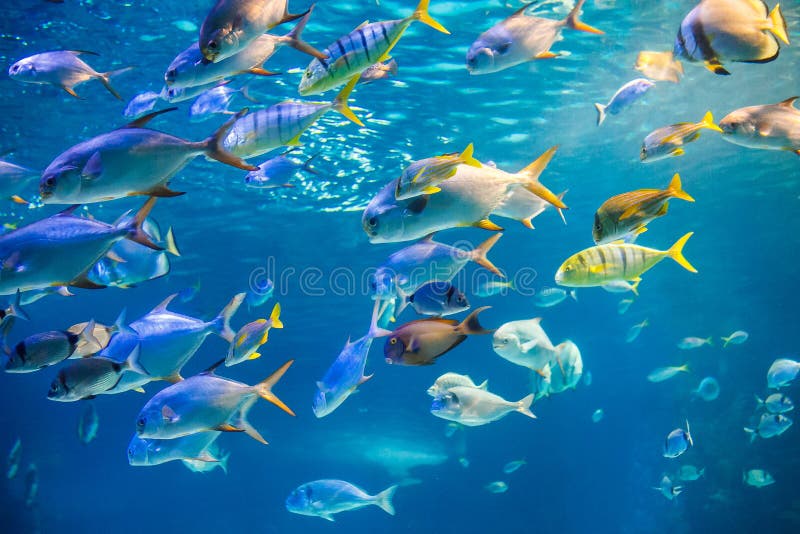 School of Sea Fish are Swimming To Underwater Surface Stock Image ...