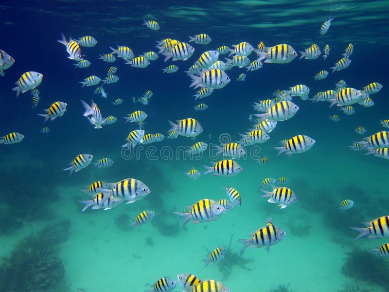 School of Sergeant-major Fish Stock Image - Image of colorful, ocean ...