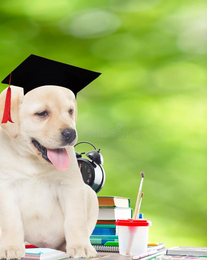 School set and labrador stock photo. Image of clock, labrador - 68881346