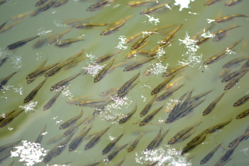 School Of Fish Over Coral Reef Stock Photo - Image of scuba, tropical ...