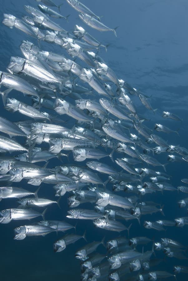 School of silver fish stock image. Image of swimming - 12446857