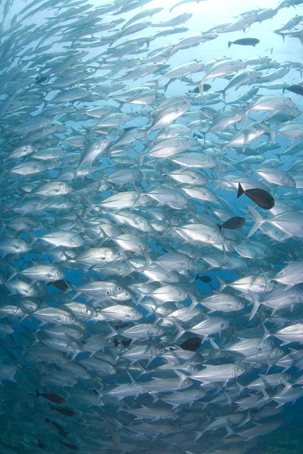 School of silver fish stock photo. Image of melting, togetherness ...