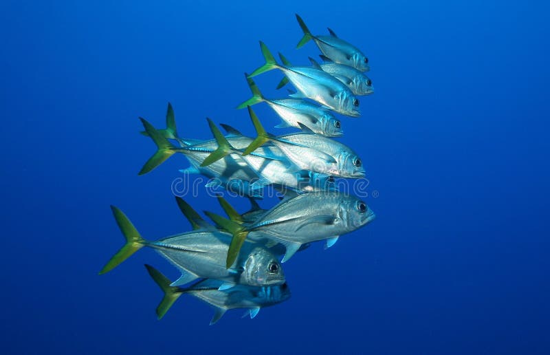 School of Silver Fish in the Blue Stock Image - Image of latus ...