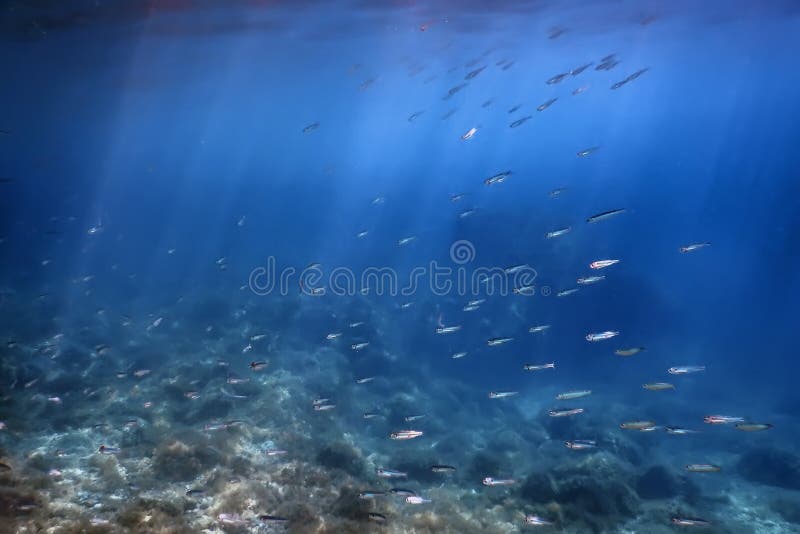 School of Silver Fish in Shallow Water, Underwater Stock Image - Image ...