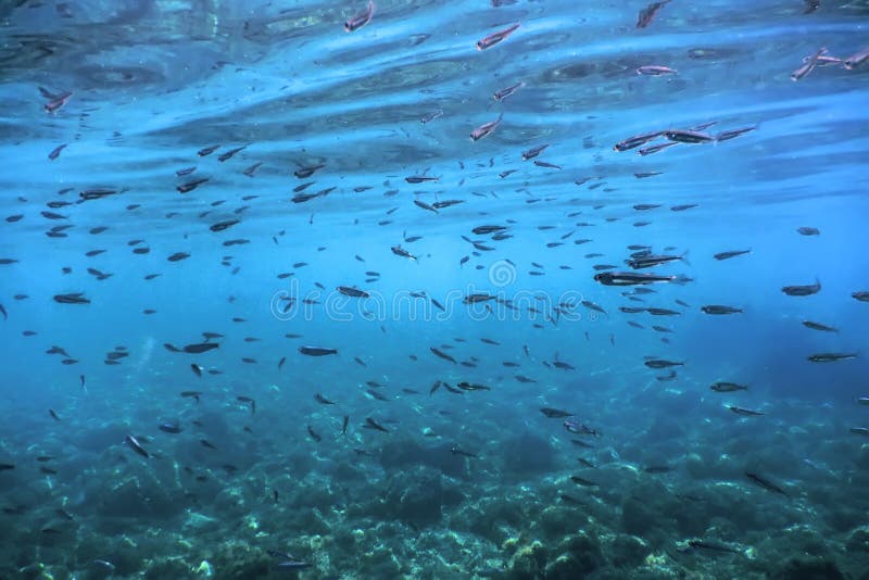 School of Silver Fish in Shallow Water, Underwater Stock Image - Image ...