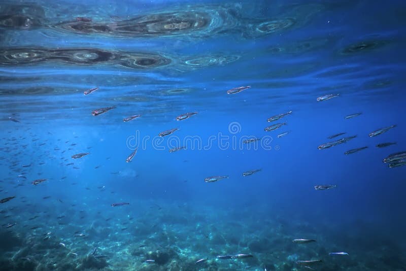 School of Silver Fish in Shallow Water, Underwater Stock Photo - Image ...