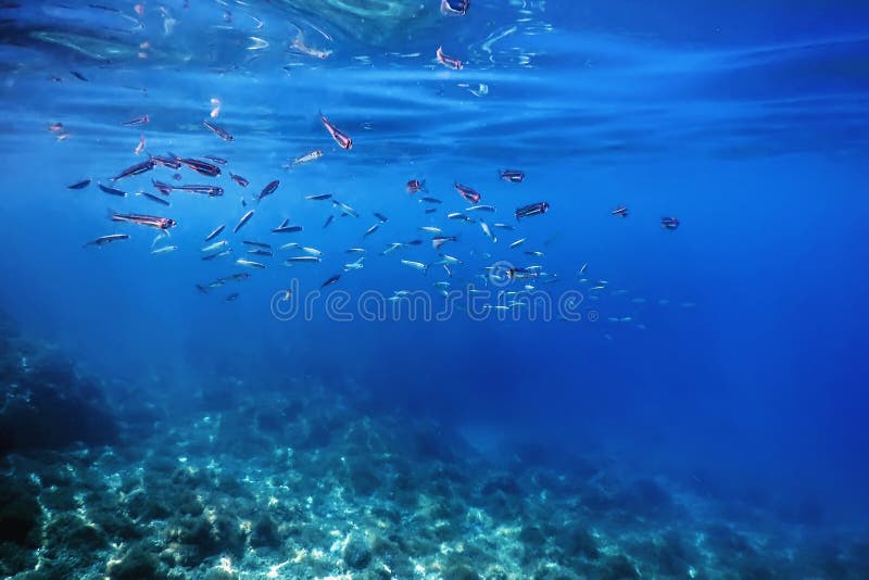Maldive Shallow Reef stock image. Image of brilliance, educational - 459831