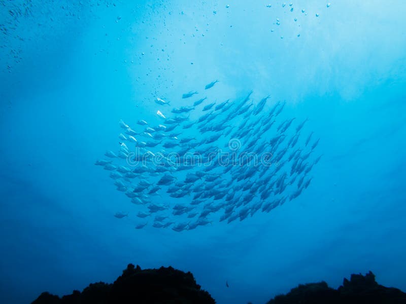 School of Silver Fish Swimming on Coral Reef Stock Photo - Image of ...