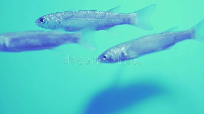 School of Silver Fish Swimming in Tank Closeup. Stock Footage - Video ...
