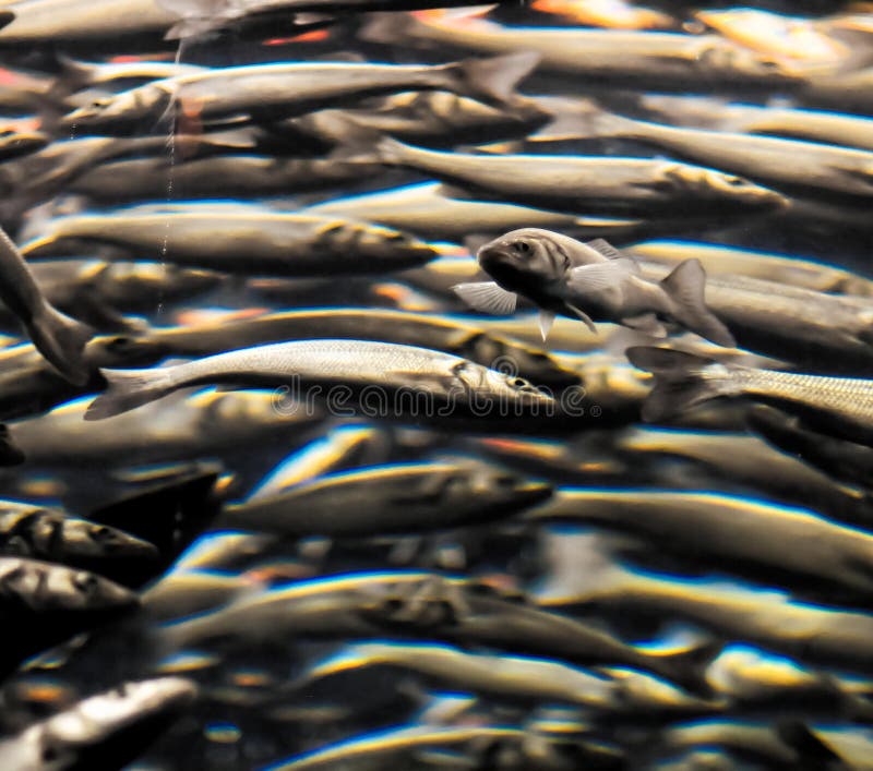 School of Silver Gray Fish stock photo. Image of shoal - 130920626