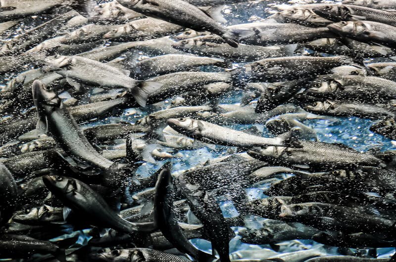 School of Silver Gray Fish stock image. Image of fish - 304787709