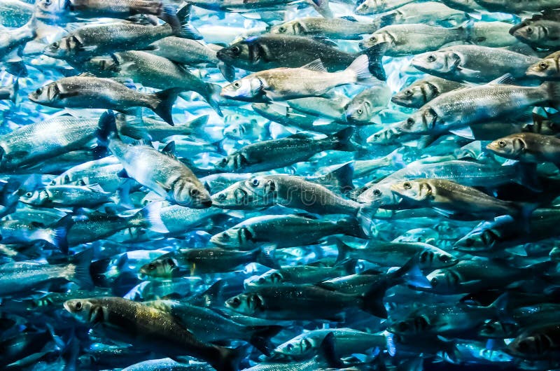 School of Silver Gray Fish stock photo. Image of aquatic - 307014456