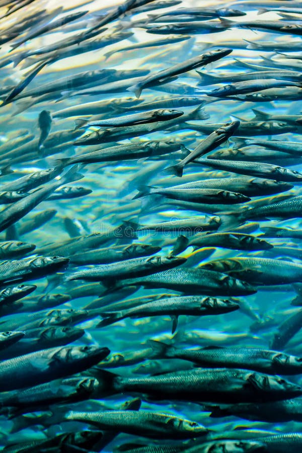 School of Silver Gray Fish stock photo. Image of silver - 332605408