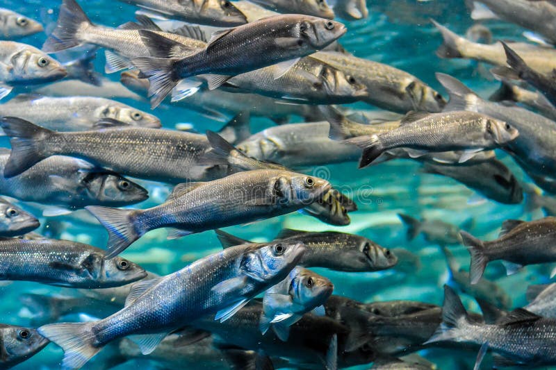 School of Silver Gray Fish stock photo. Image of ecosystem - 359786892