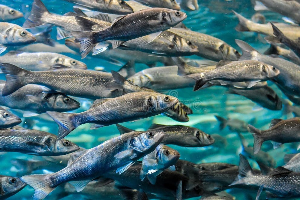 School of Silver Gray Fish stock photo. Image of ecosystem - 359786892