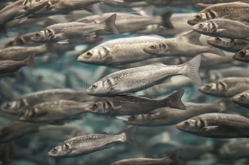School of Silver Gray Fish stock photo. Image of aquarium - 37177904