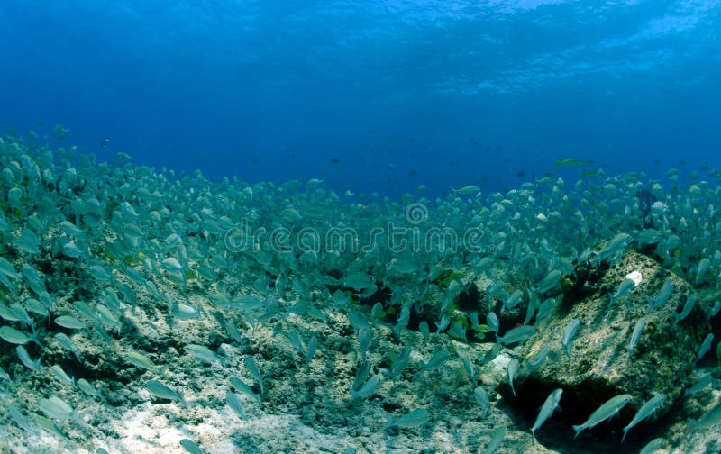 School of Fish that Includes Silver Grunts Stock Image - Image of ...