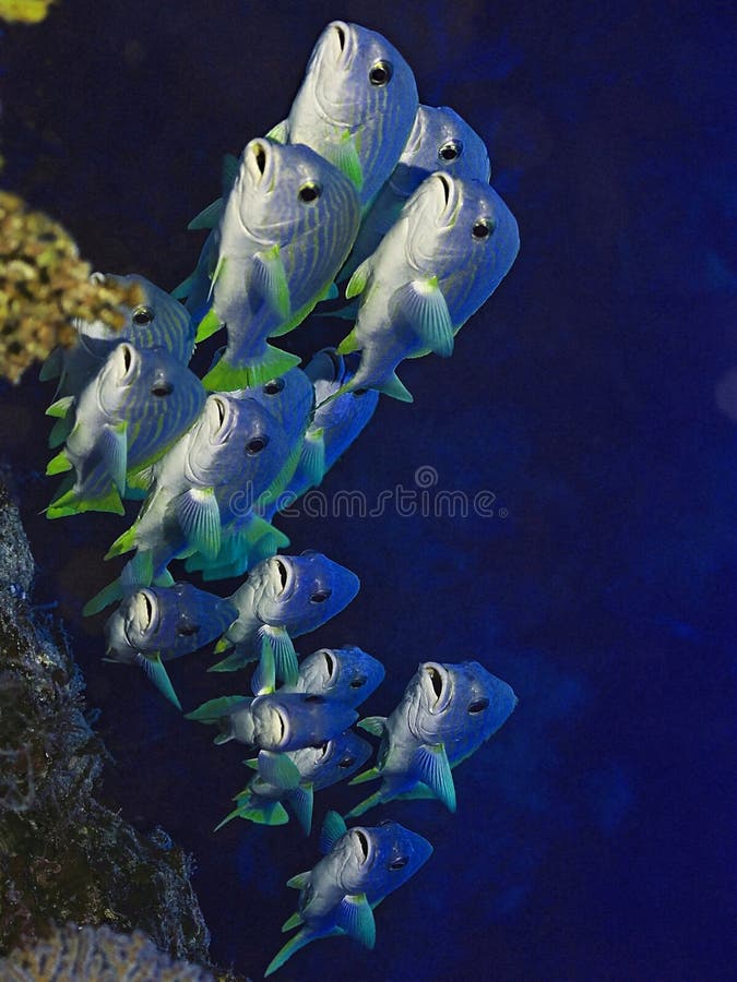 School of Silvery Fish Underwater Stock Photo - Image of waters, green ...