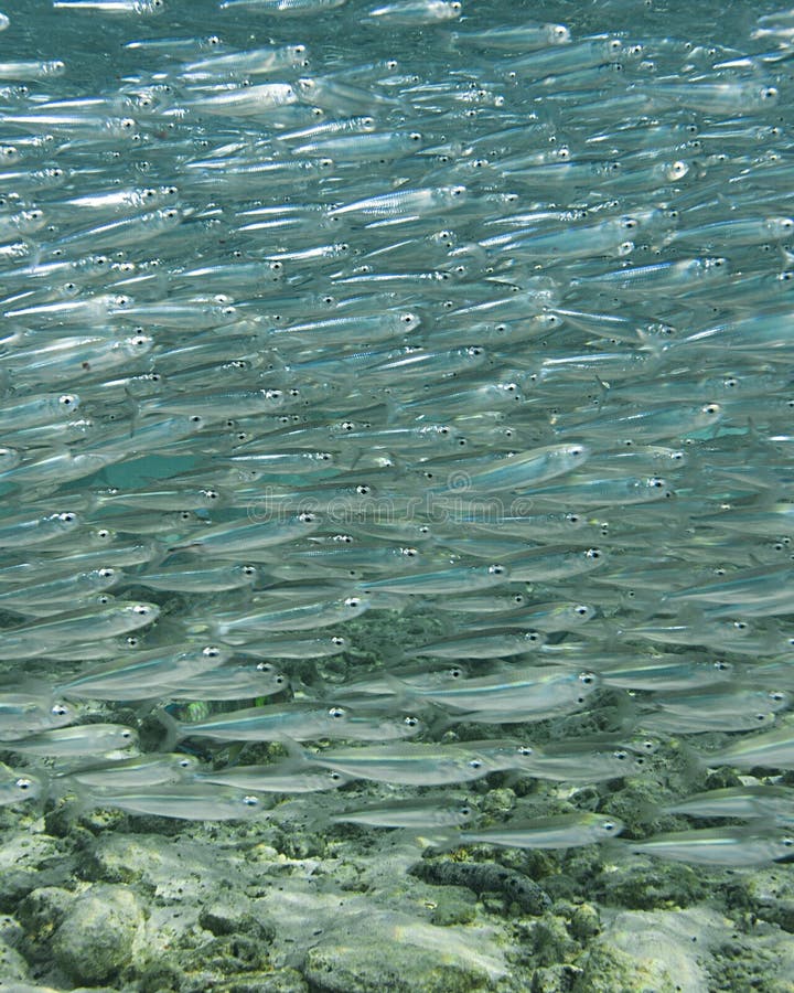School of small fish stock image. Image of sardines, colorful - 28416079