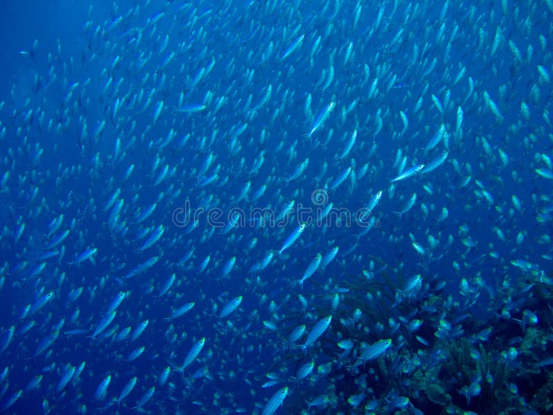 School of small fish stock photo. Image of travel, vacation - 4002370