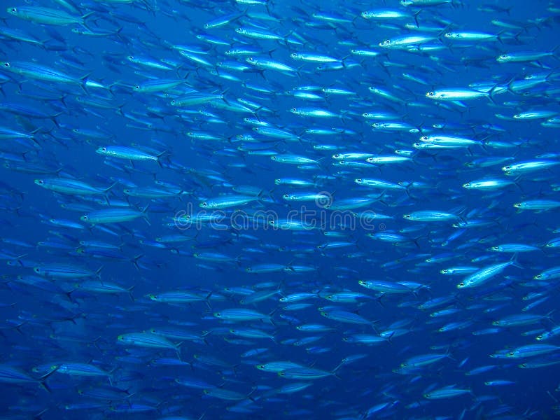 School Of Fish