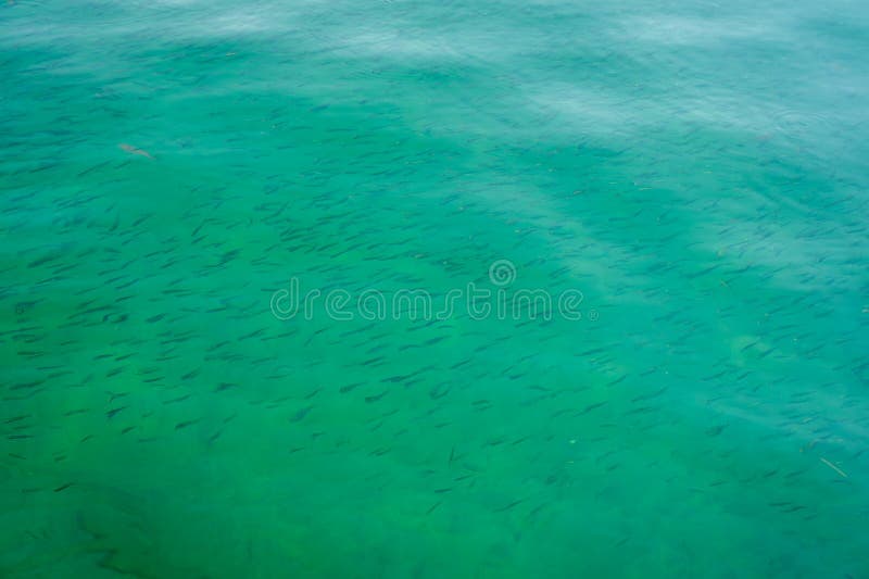 School Small Fish All Swimming in One Direction Stock Image - Image of ...