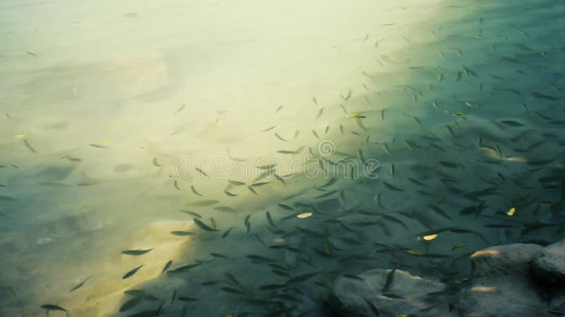 School of Small Fish Feeds on Insects Stock Video - Video of fryer ...