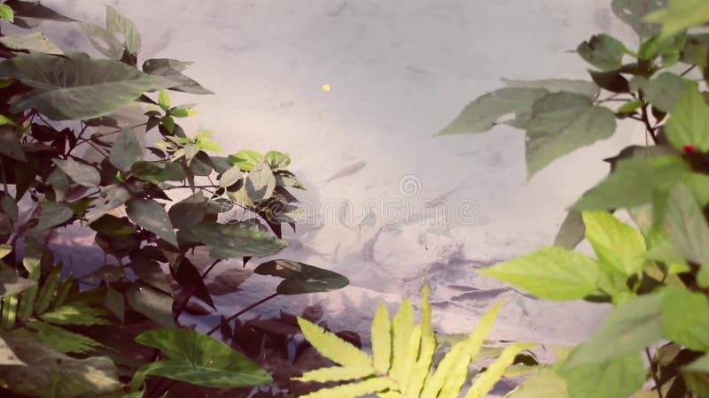 School of Small Fish Feeds on Insects Stock Video - Video of fryer ...