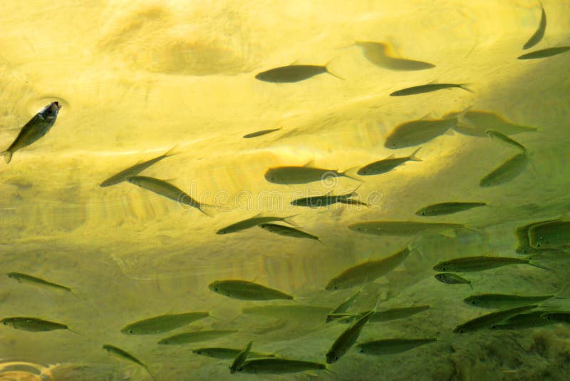 A School of Small Fish Feeds on Insects from the Surface of the Pond ...