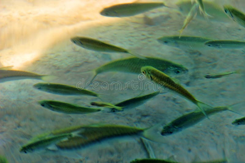 A School of Small Fish Feeds on Insects from the Surface of the Pond ...