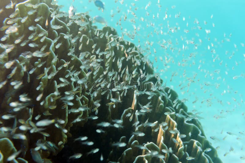 School of small fish stock image. Image of ocean, fish - 31544745